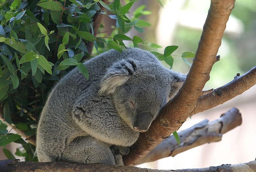 Définition | Koala : qu'est-ce que c'est ? | Futura planète