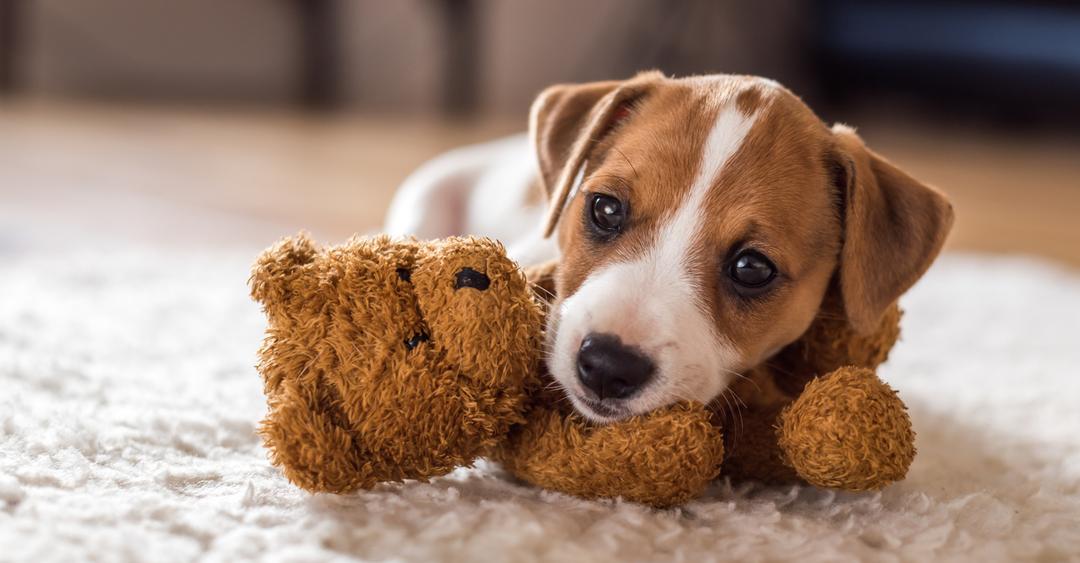 Comment calculer l’âge humain de son chien