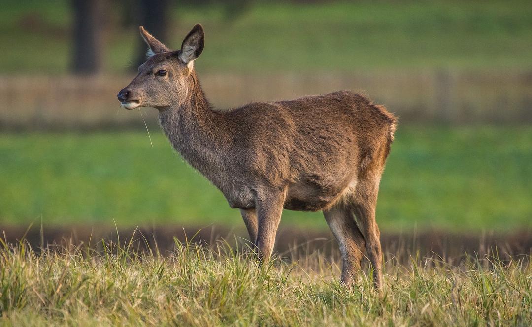 Biche, cerf, chevreuil, chevrette, daim : quelles différences