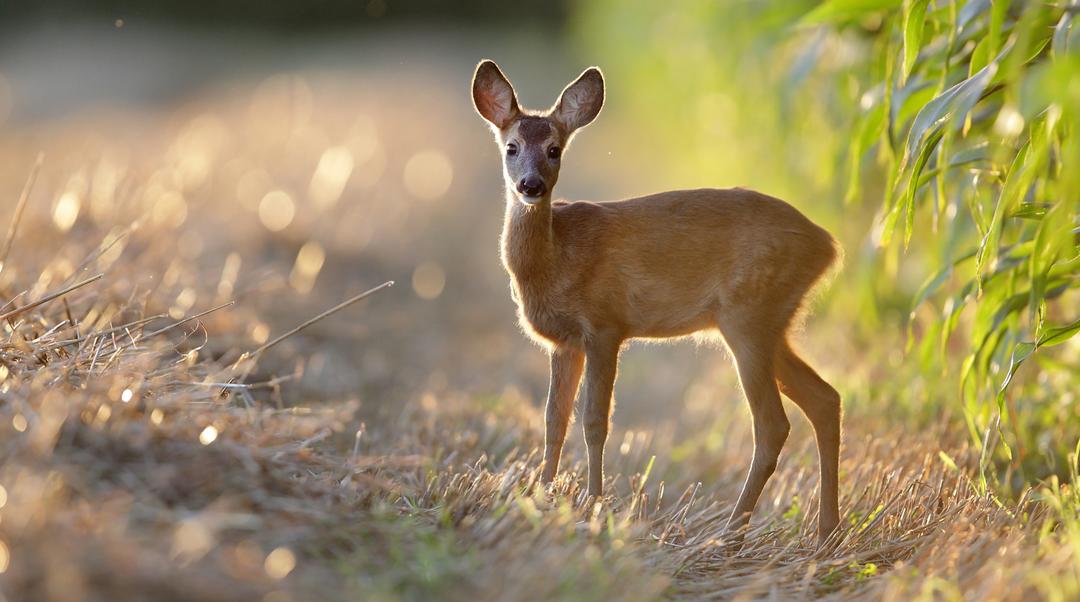 Biche, cerf, chevreuil, chevrette, daim : quelles différences