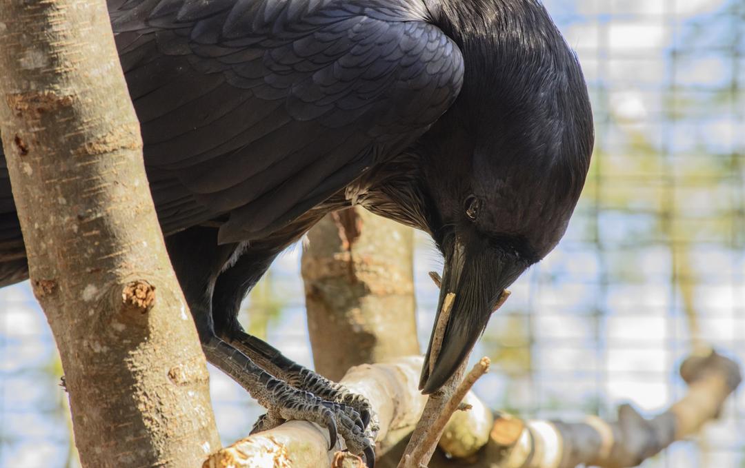 Les corbeaux sont-ils plus intelligents que les grands singes