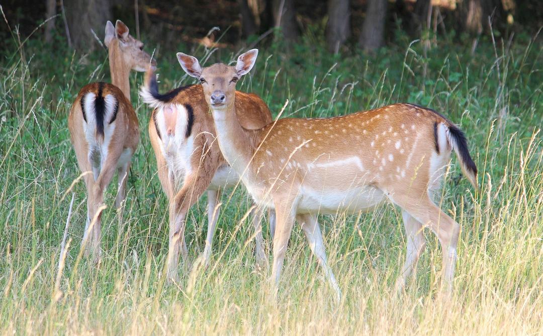 Biche, cerf, chevreuil, chevrette, daim : quelles différences