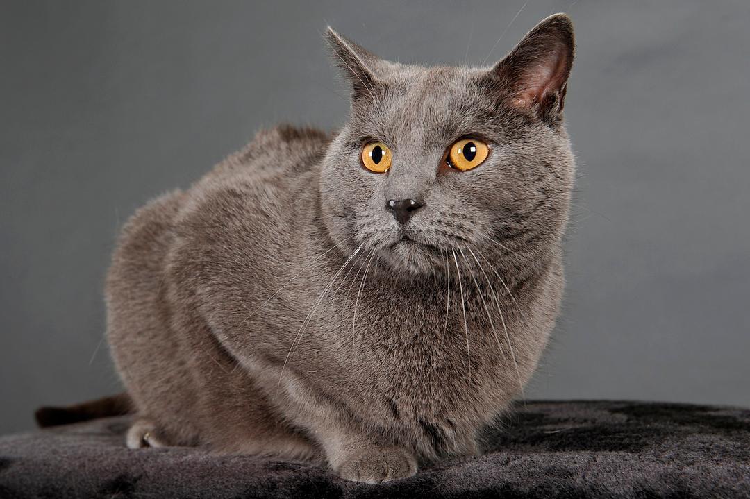 Chartreux ou Bleu Russe : comment distinguer ces deux races de chat