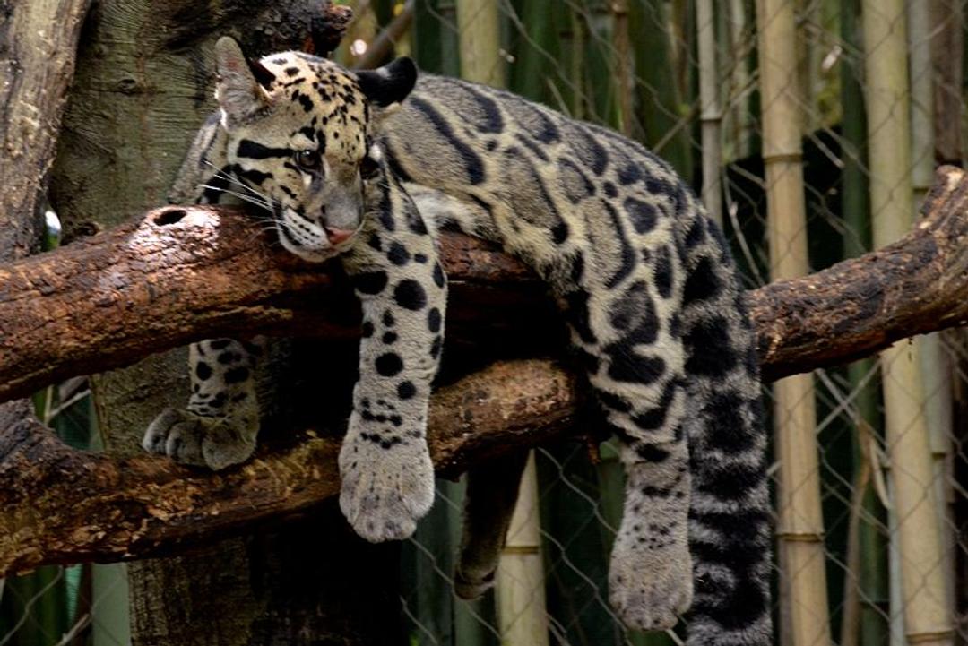 La panthère nébuleuse, beauté fantomatique des forêts himalayennes