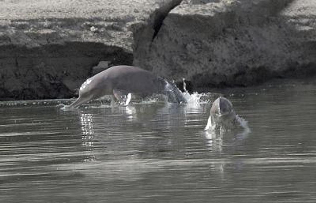 Le dauphin de l’Indus menacé d'extinction par les barrages