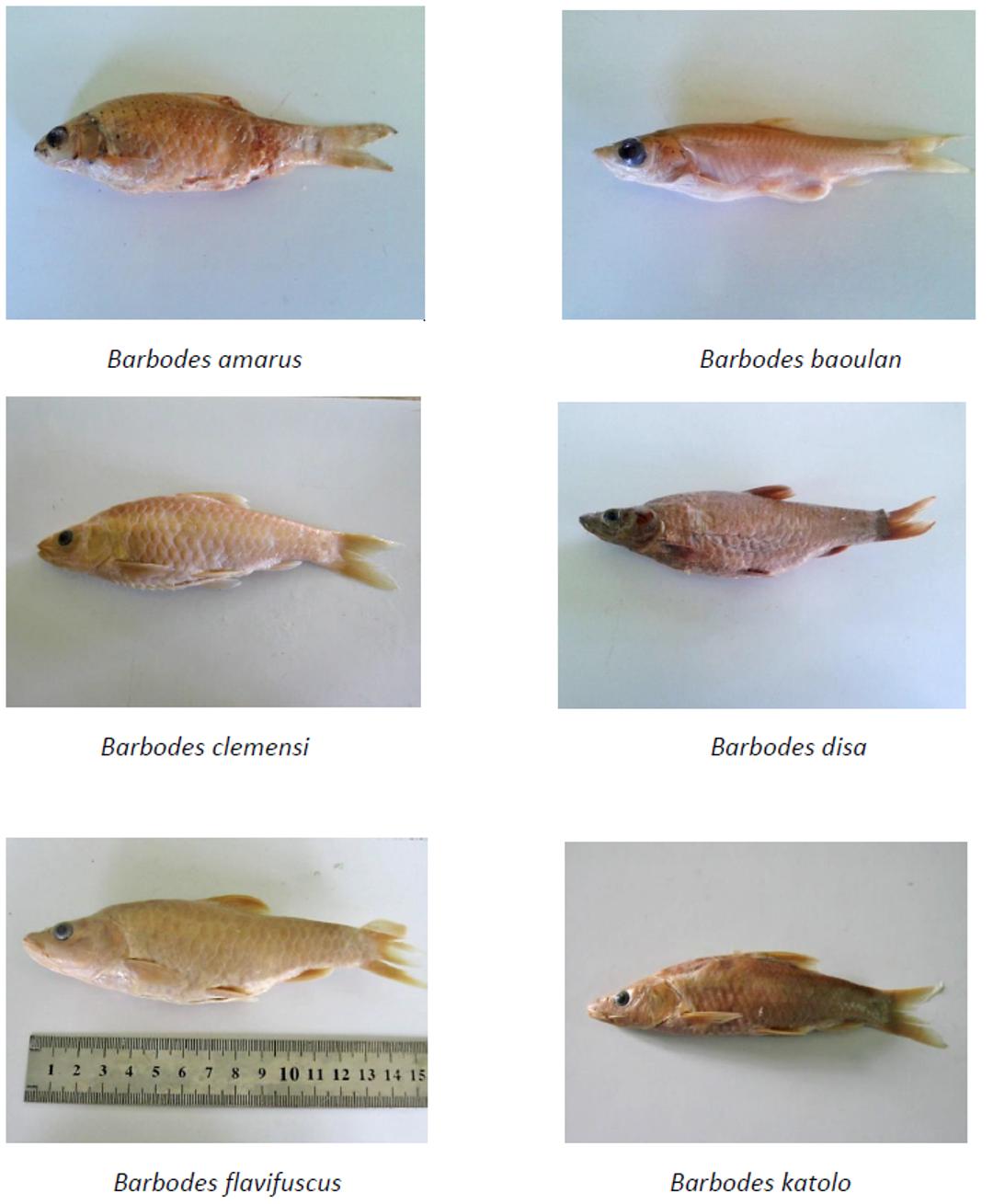 Exclusif : ces 31 espèces ont définitivement disparu en 2020