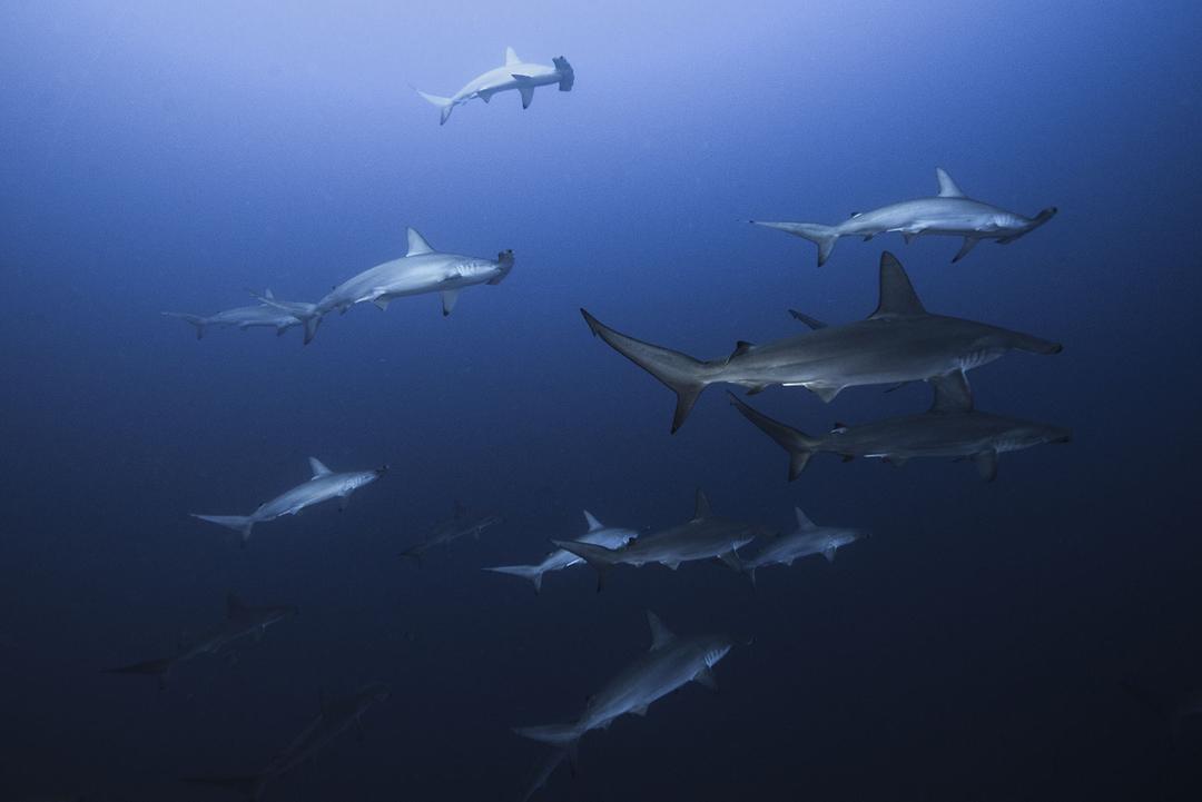 Les requins vont-ils envahir nos côtes avec le réchauffement climatique