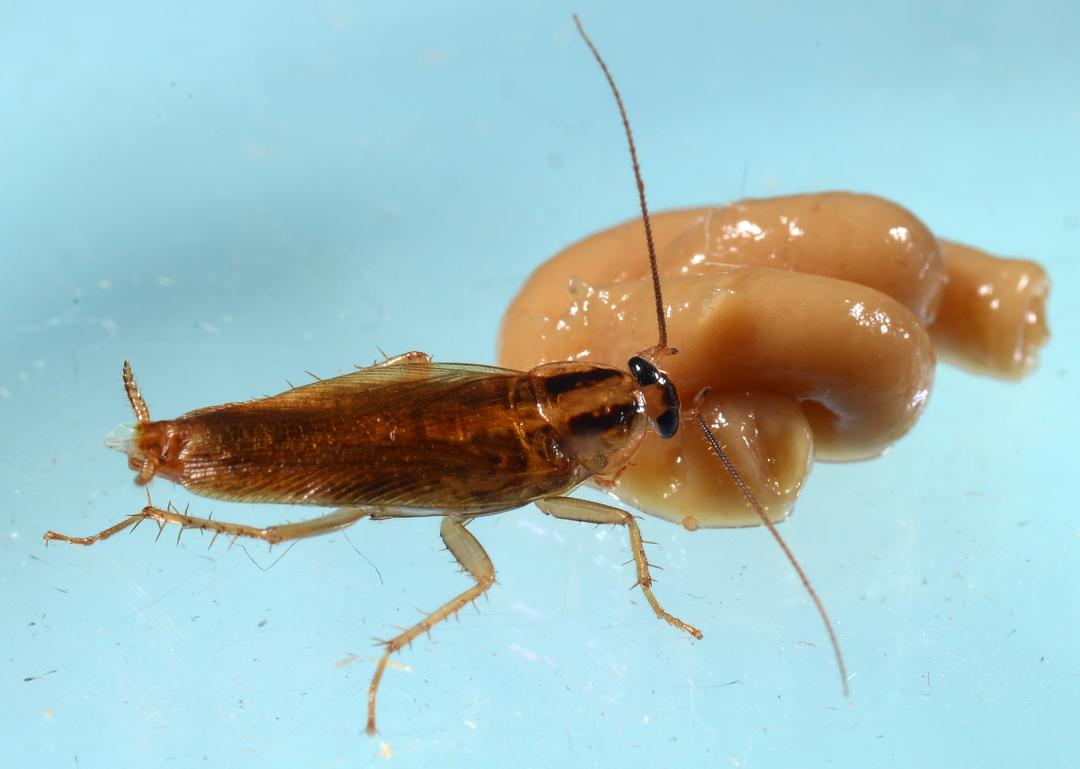 Les cafards deviennent « impossibles à tuer
