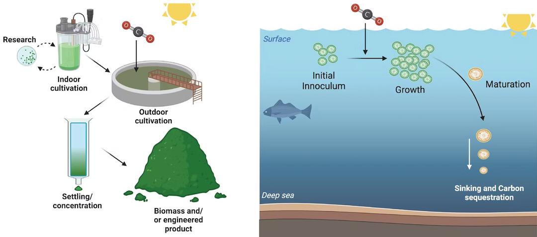 Et si un microbe pouvait aider à enrayer la crise climatique