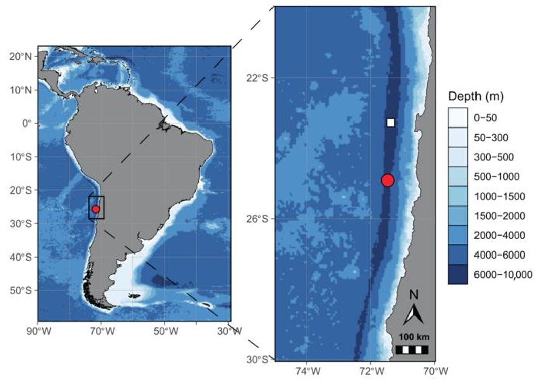 Découverte d’une créature fantomatique qui chasse dans les abysses à 8 ...