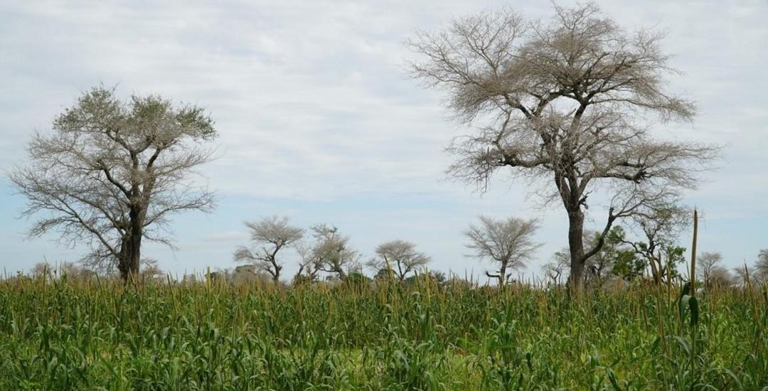 2023 : en plein dans le « mil » pour nourrir l'Afrique