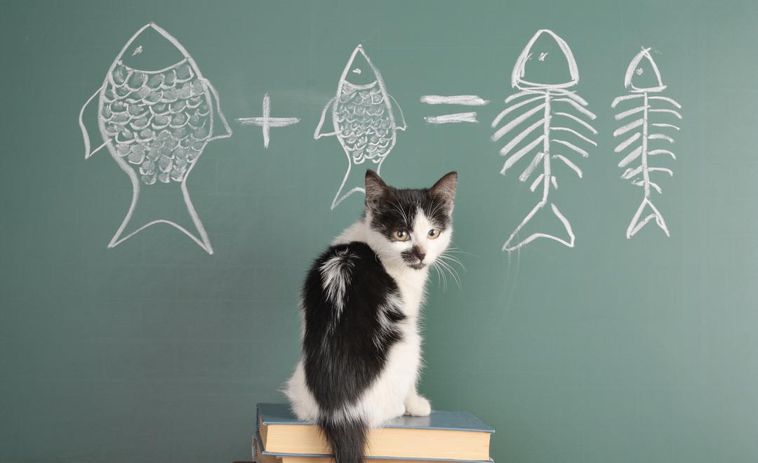 Bêtes de science : nos chats sont-ils en train de perdre la tête