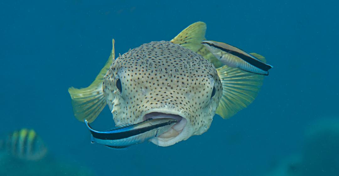 Bêtes de science : les poissons ont aussi la conscience d'eux-mêmes, la ...