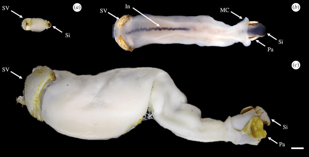 Ce mollusque mange des cailloux