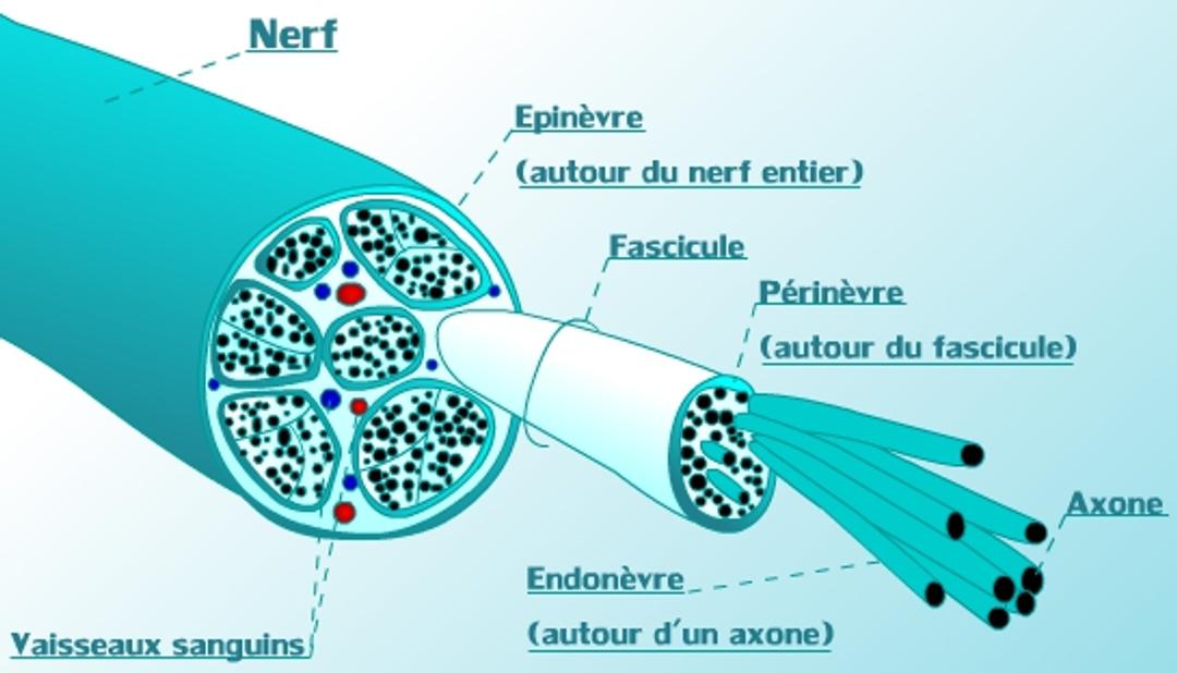 Définition | Axone : qu'est-ce que c'est ? | Futura santé