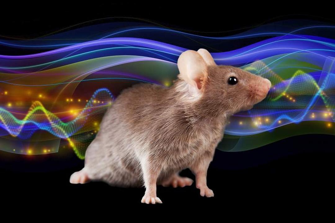 Une étude révèle que les rats utilisent une forme de « Force » pour ...