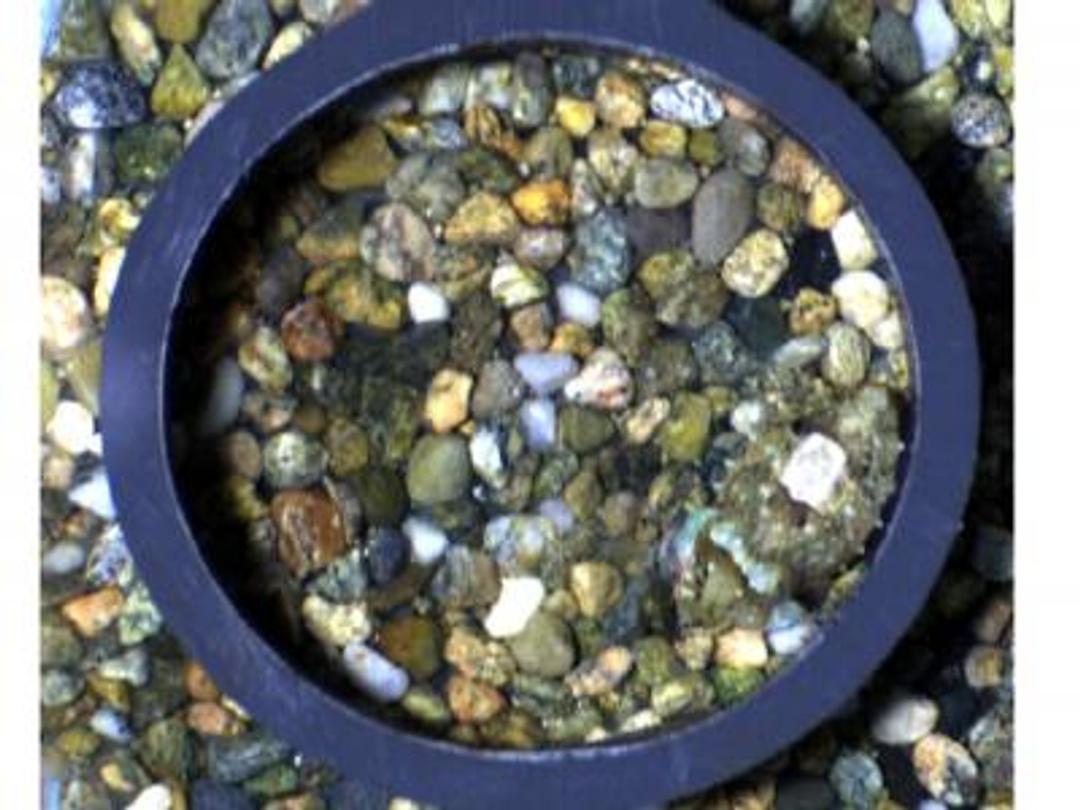 La seiche, championne du camouflage... mais comment fait-elle