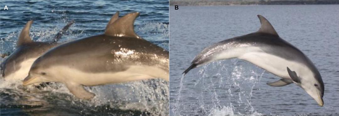 Le dauphin Burrunan, découvert en Australie, est bien une espèce nouvelle