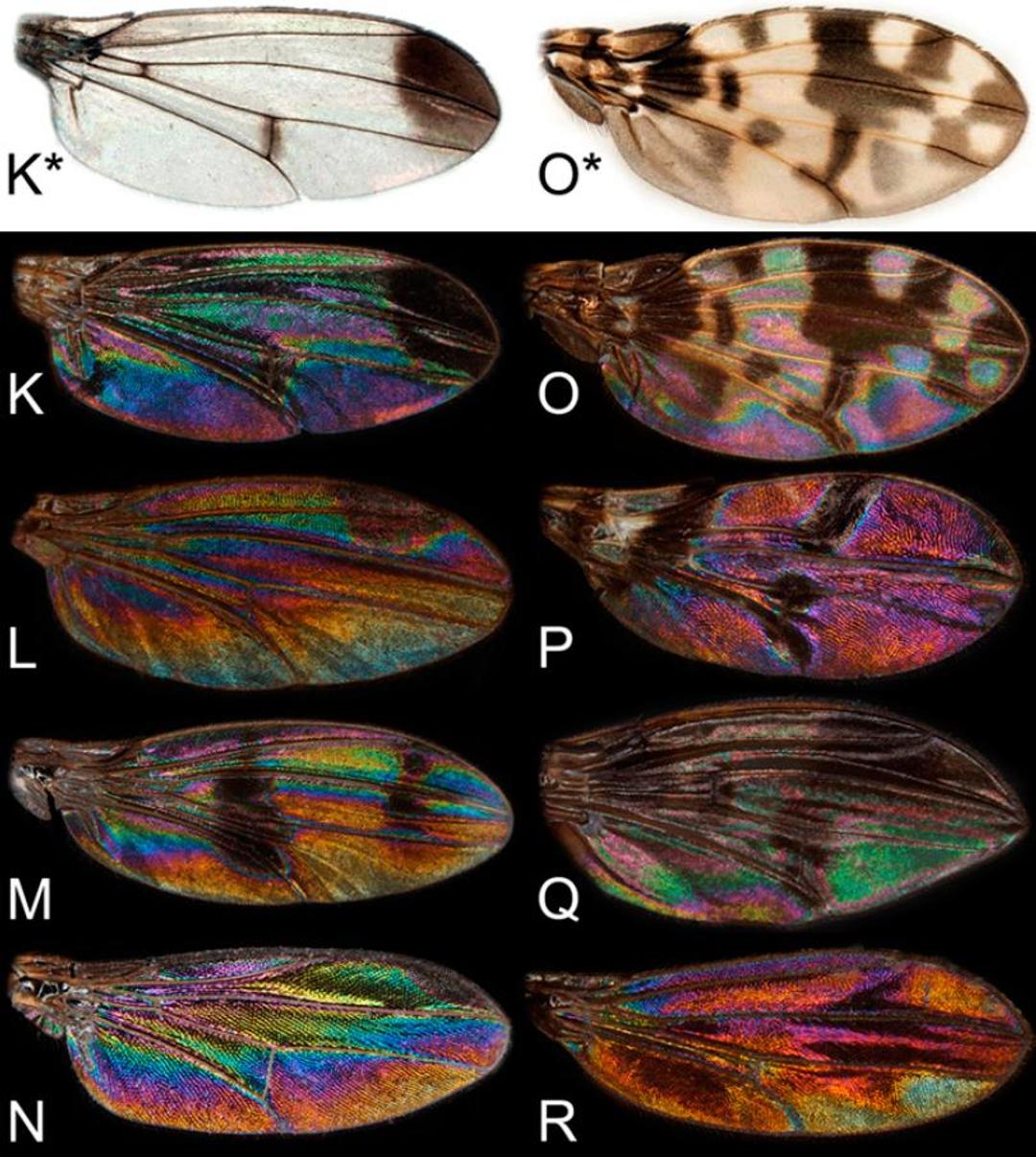 En images : le secret des ailes irisées des insectes enfin percé