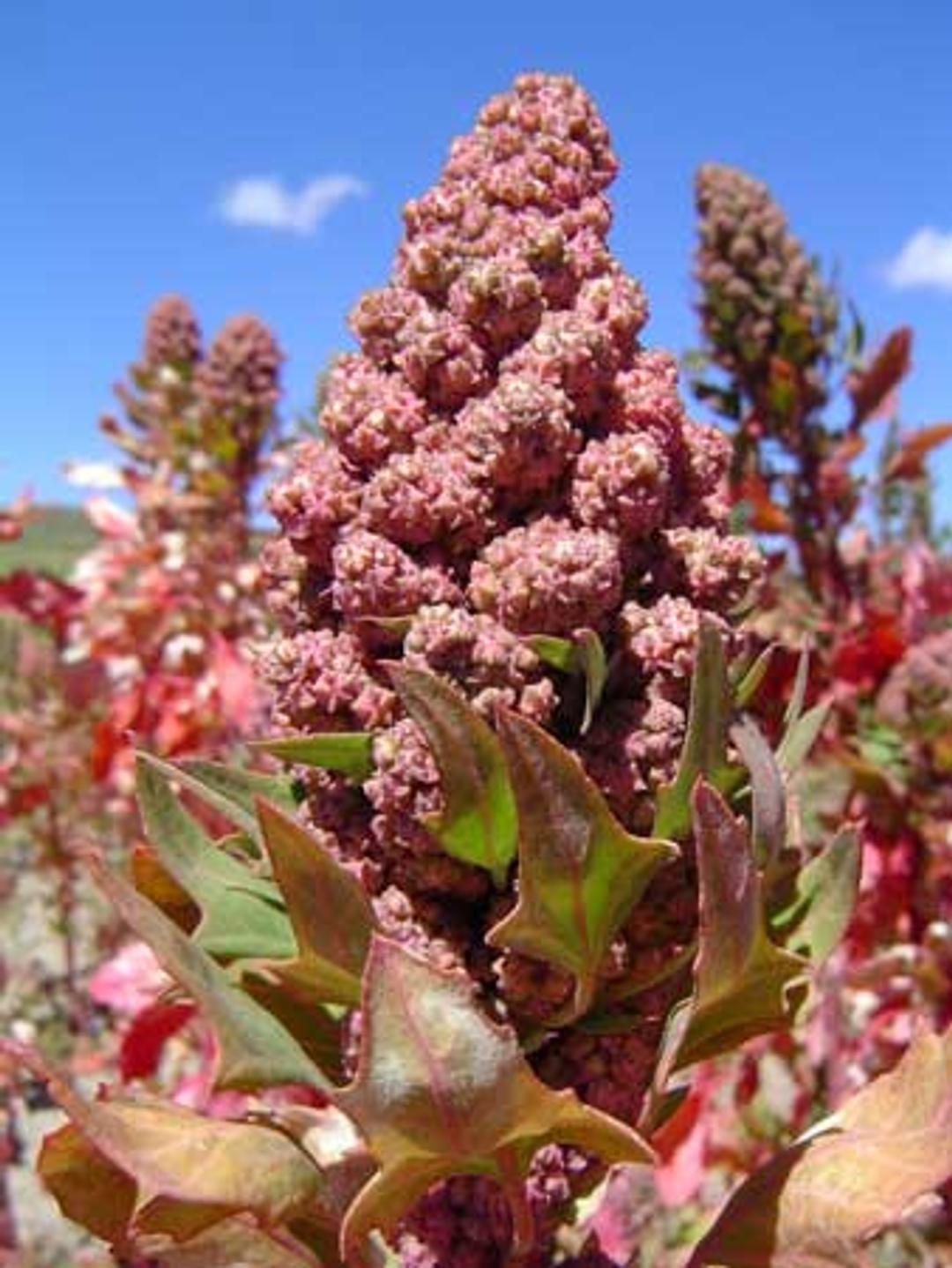Le quinoa, un succès à cultiver