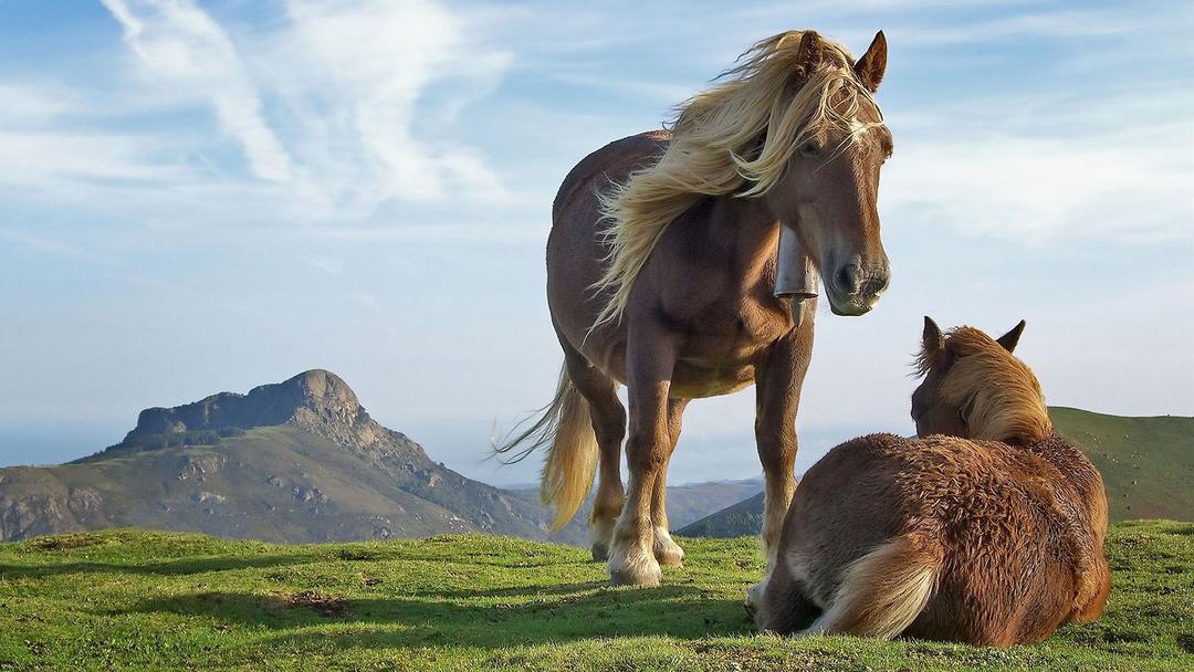 Ce que les chevaux savent sur nous… et que nous ignorons complètement
