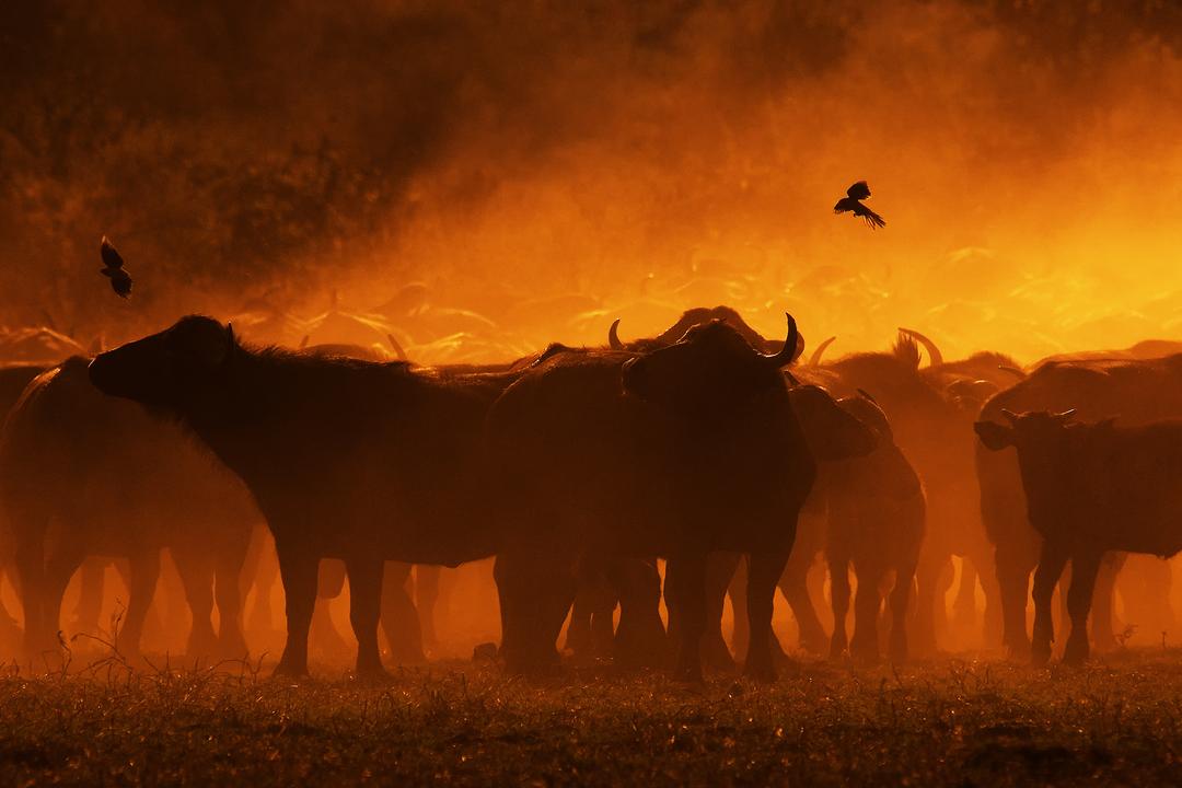 Biographie | Greg Du Toit - Photographe animalier | Futura Sciences