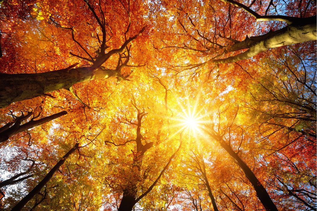 Attention, ne plantez surtout pas ces arbres en automne : ils peuvent ...