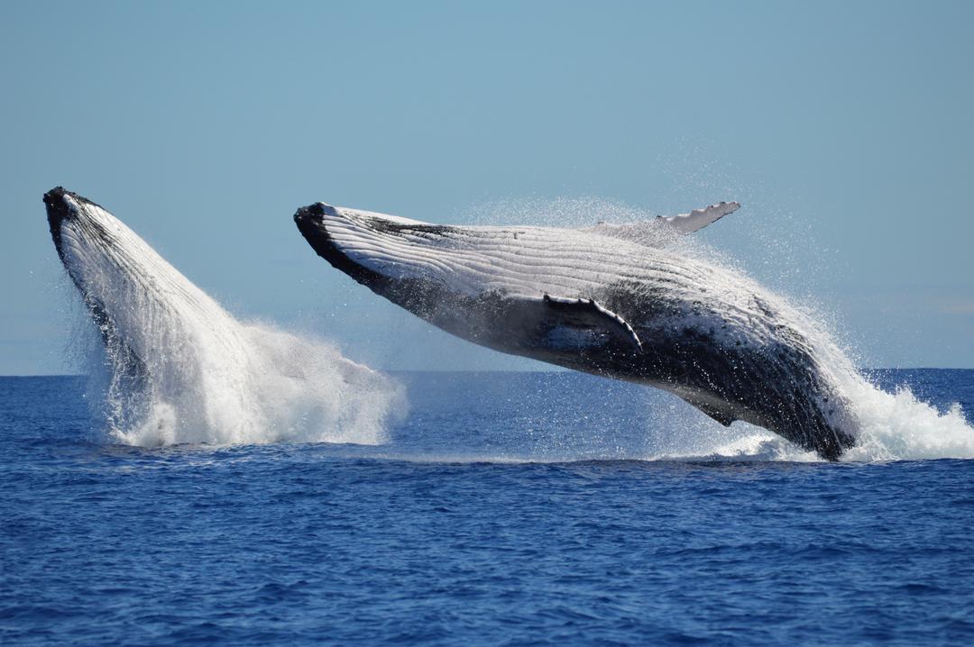 Cette baleine chasse les poissons avec des filets... de bulles