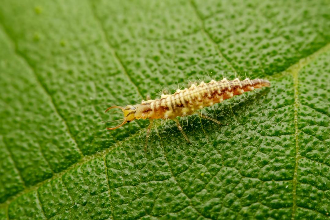 Ces larves qui sont bonnes pour votre jardin
