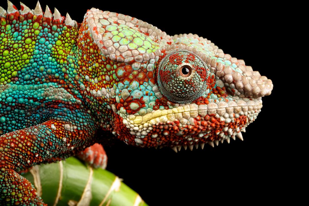 Comment le caméléon change-t-il de couleur