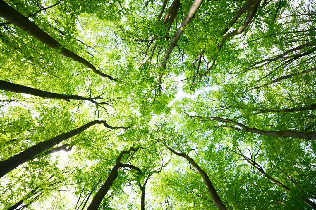 Définition | Canopée : qu'est-ce que c'est ? | Futura planète