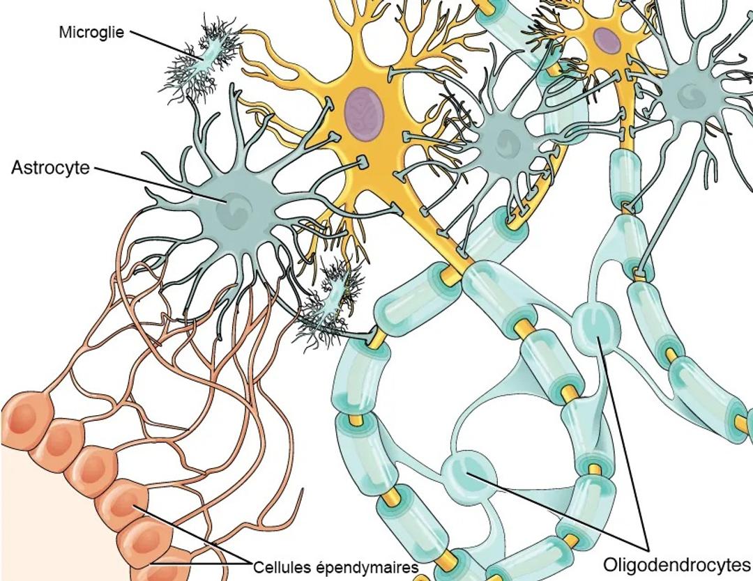 Définition | Cellule gliale : qu'est-ce que c'est ? | Futura santé