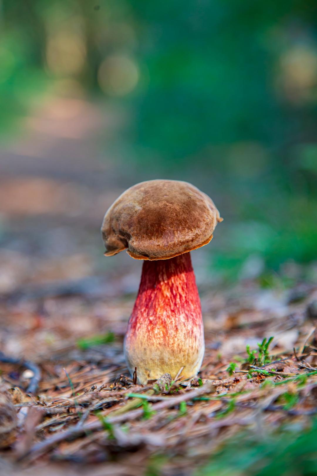 Cèpes, bolets, champignons… savez-vous vraiment les différencier