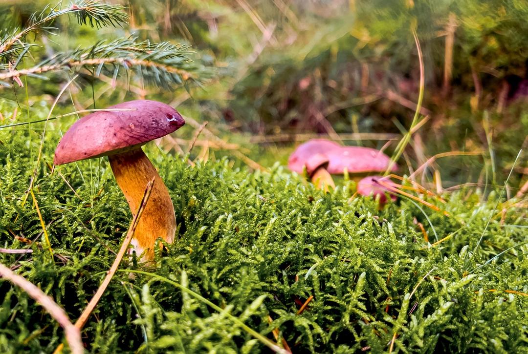 Cèpes, bolets, champignons… savez-vous vraiment les différencier