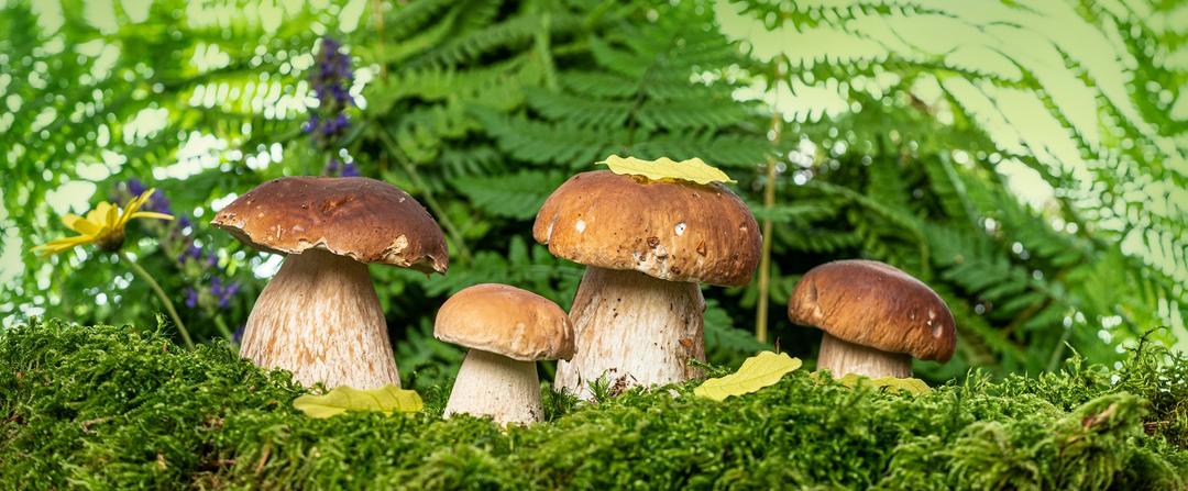 Cèpes, bolets, champignons… savez-vous vraiment les différencier