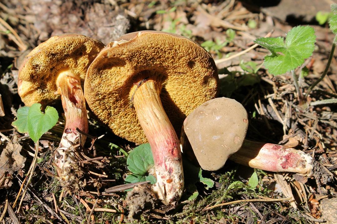 Cèpes, bolets, champignons… savez-vous vraiment les différencier