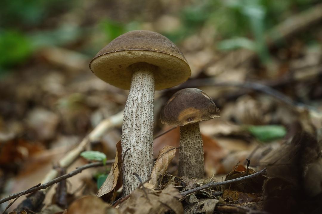 Cèpes, bolets, champignons… savez-vous vraiment les différencier