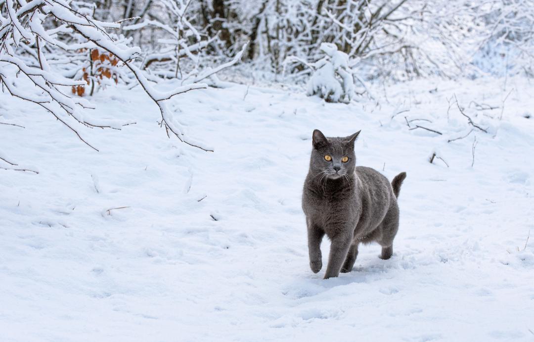 Froid, neige, gel : quels chats sont vraiment faits pour l’hiver