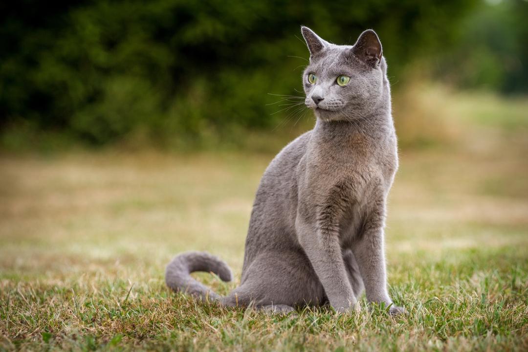Chartreux ou Bleu Russe : comment distinguer ces deux races de chat