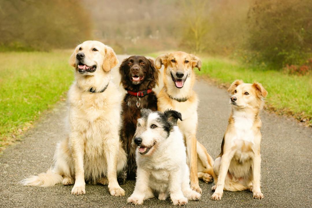 Votre chien est-il dans la liste des plus intelligents au monde