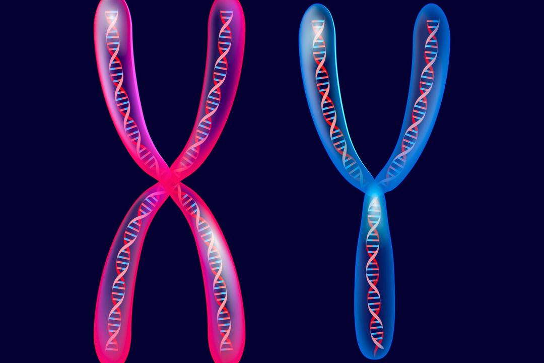 Menace sur le chromosome Y : ce nouveau gène pourrait façonner l’avenir ...