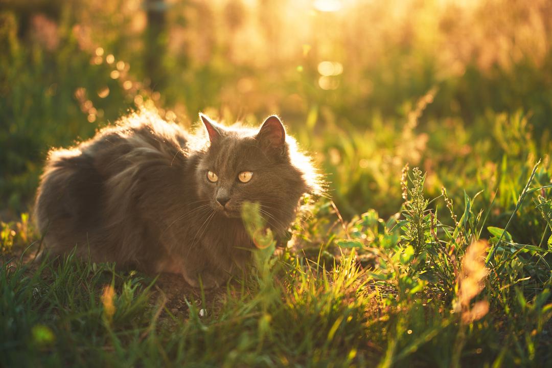 Quelles sont les 10 maladies les plus fréquentes chez le chat
