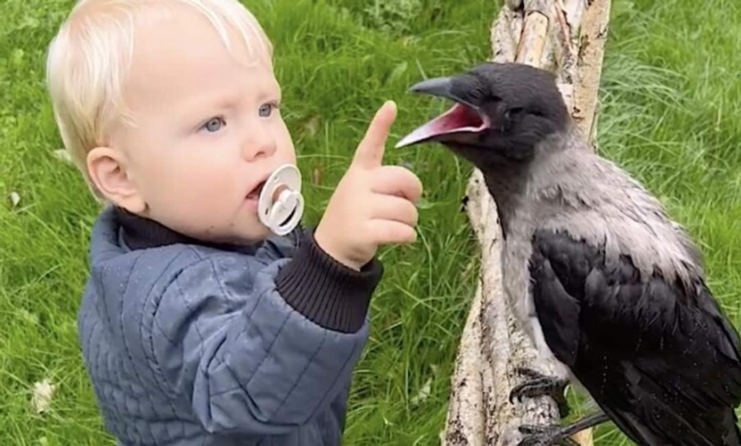 L’histoire bouleversante d’un corbeau et d’un enfant devenus inséparables