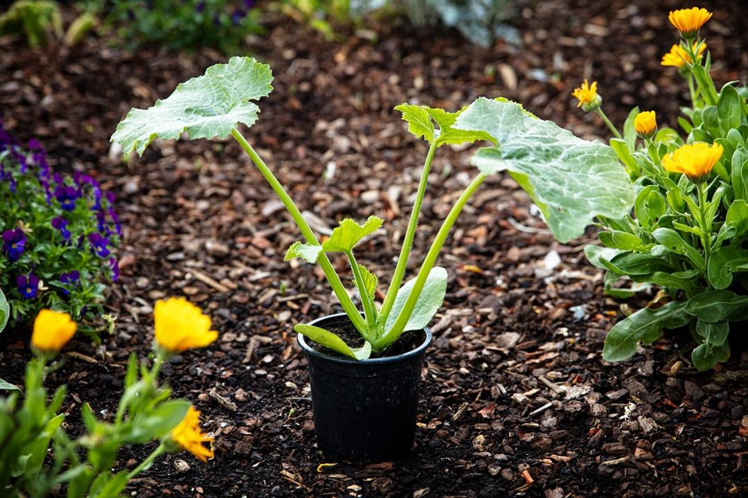 Quand semer et planter les courgettes