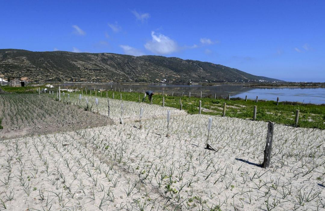 Tunisie : des potagers de la mer « uniques au monde
