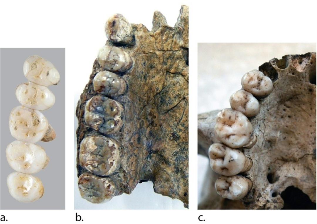Homo luzonensis, une nouvelle espèce humaine identifiée aux Philippines