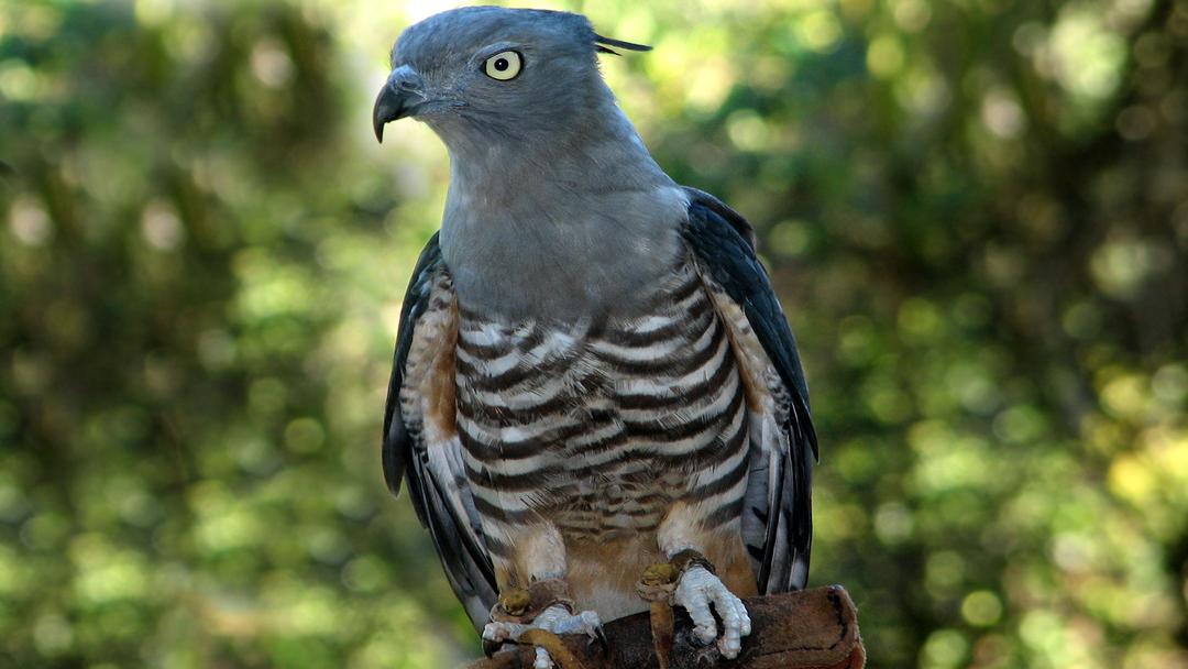 Les rapaces, rois du ciel, en 22 espèces représentatives
