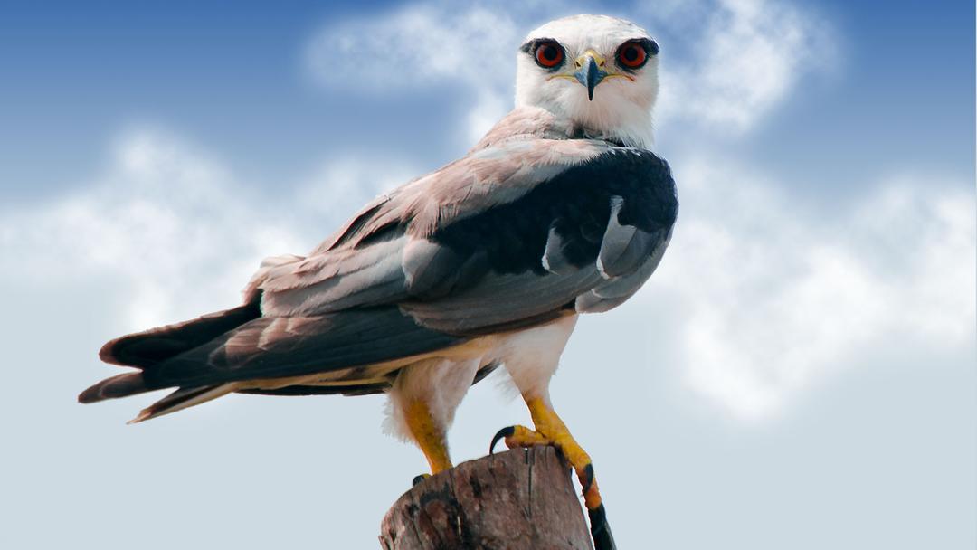 Les rapaces, rois du ciel, en 22 espèces représentatives
