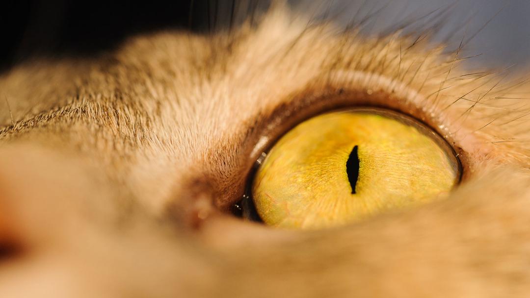 20 photos d'animaux au regard envoûtant