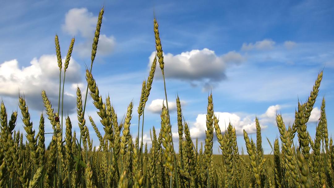 Top 15 des céréales essentielles à notre alimentation